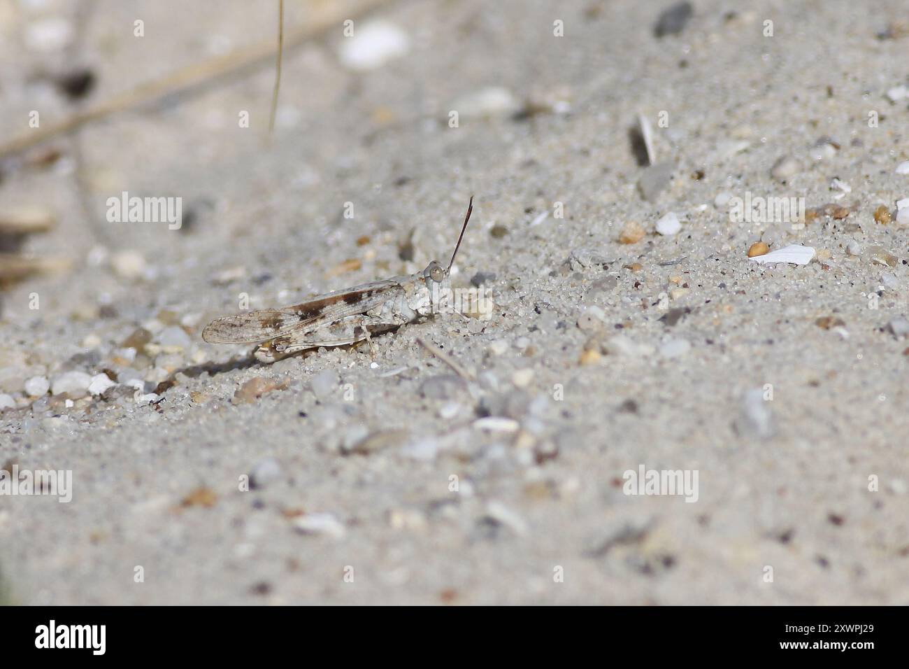 Seaside Grasshopper (Trimerotropis maritima) Insecta Stock Photo - Alamy