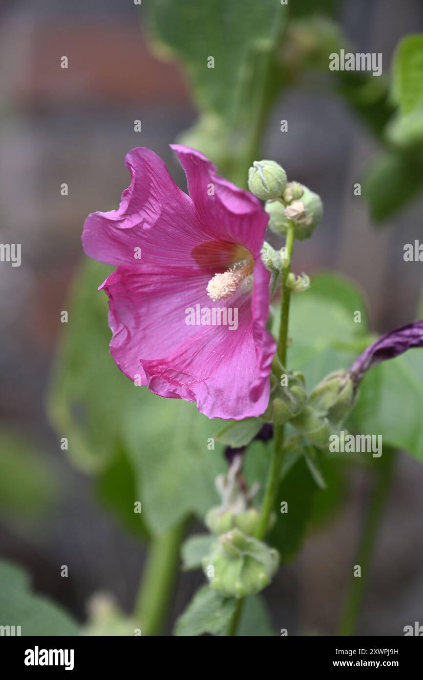 Flower of hollyhock, Alcea rosea Stock Photo - Alamy