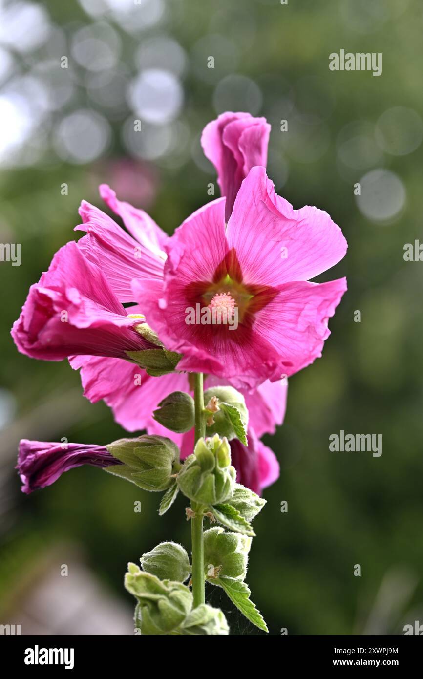Flower of hollyhock, Alcea rosea with some buds ready to flower ...
