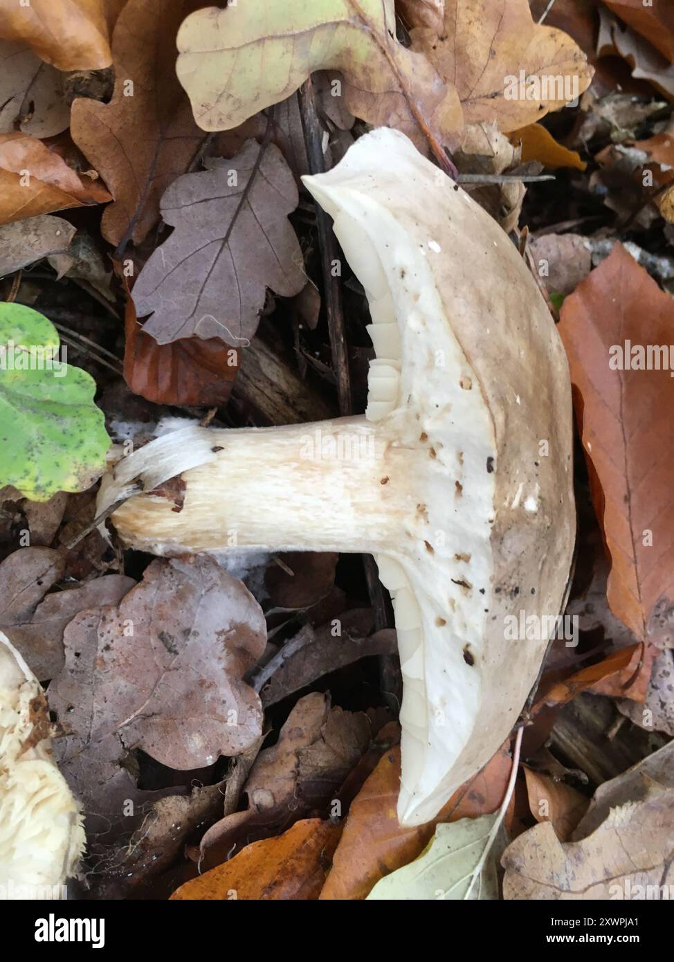 Cloudy Clitocybe (Clitocybe nebularis) Fungi Stock Photo - Alamy