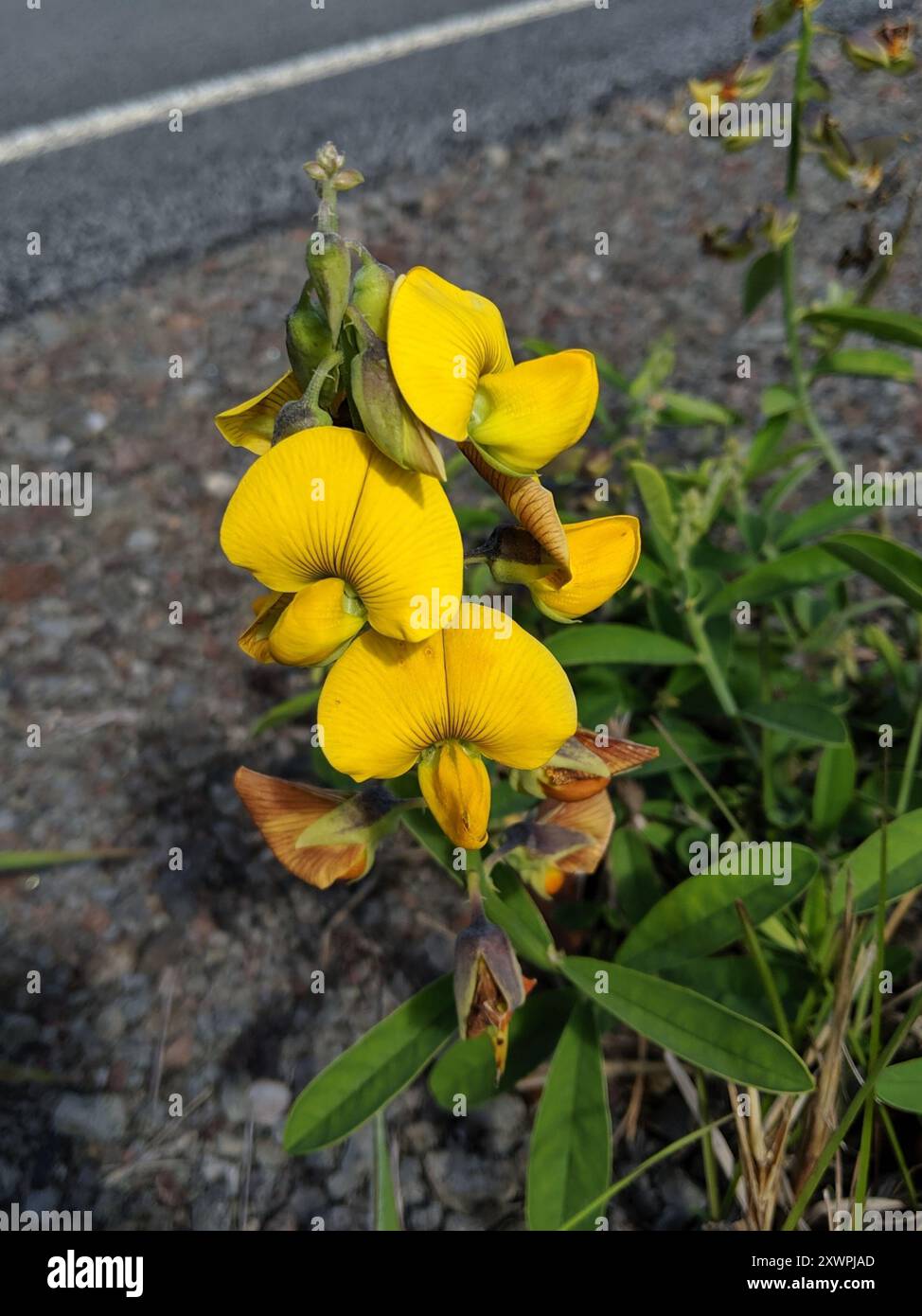 Showy Rattlebox (Crotalaria spectabilis) Plantae Stock Photo - Alamy