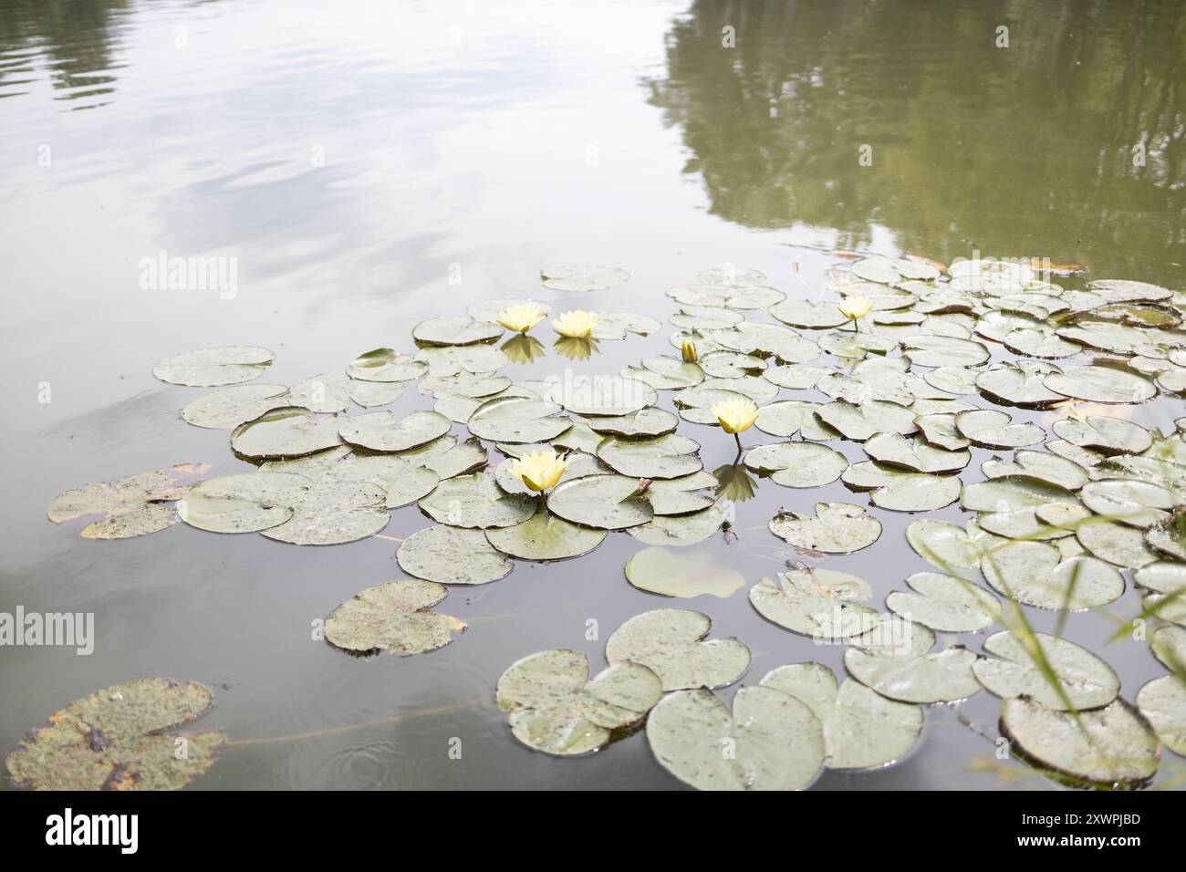 Loto natural hi-res stock photography and images - Alamy