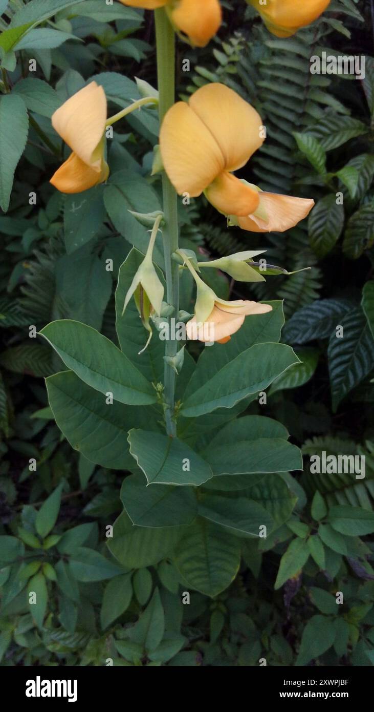 Showy Rattlebox (Crotalaria spectabilis) Plantae Stock Photo - Alamy