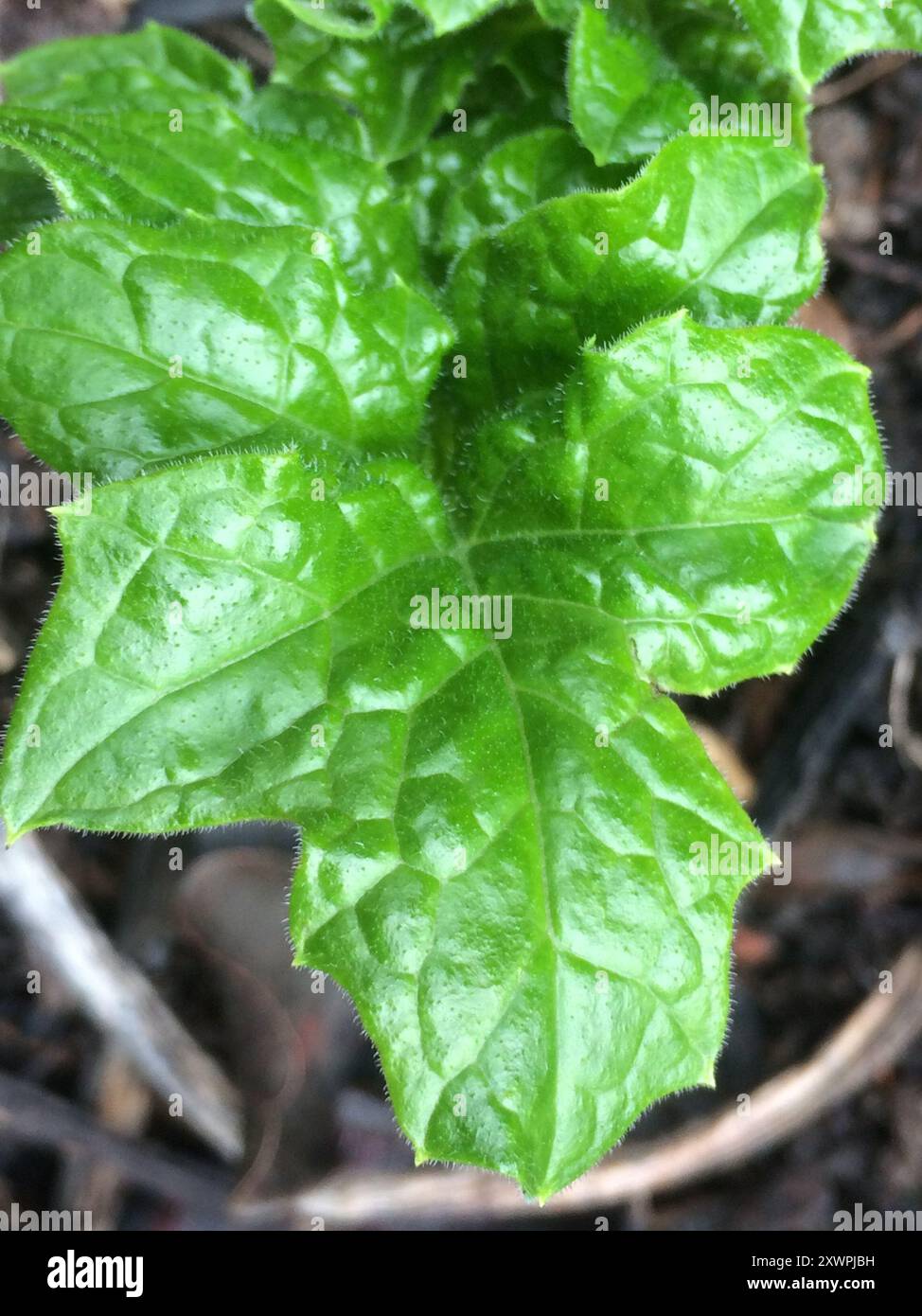 Bear's breeches (Acanthus mollis) Plantae Stock Photo - Alamy