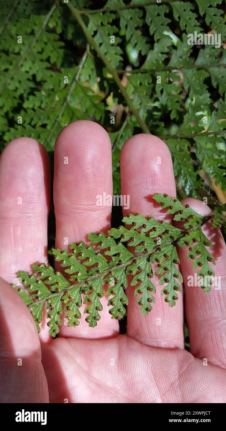 palapalai (Microlepia setosa setosa) Plantae Stock Photo - Alamy