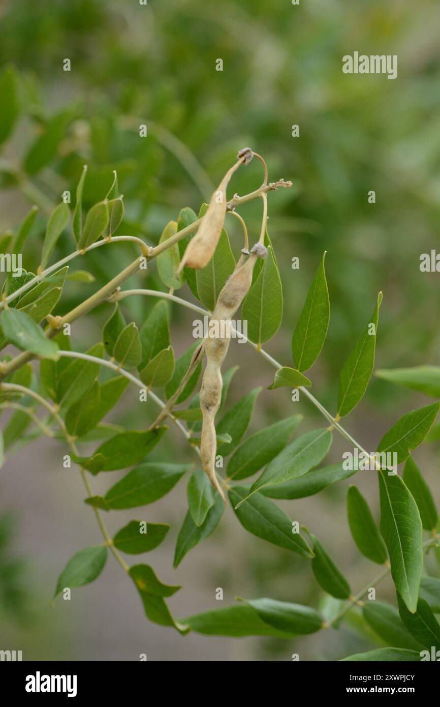 Cork Bush (Mundulea sericea) Plantae Stock Photo - Alamy