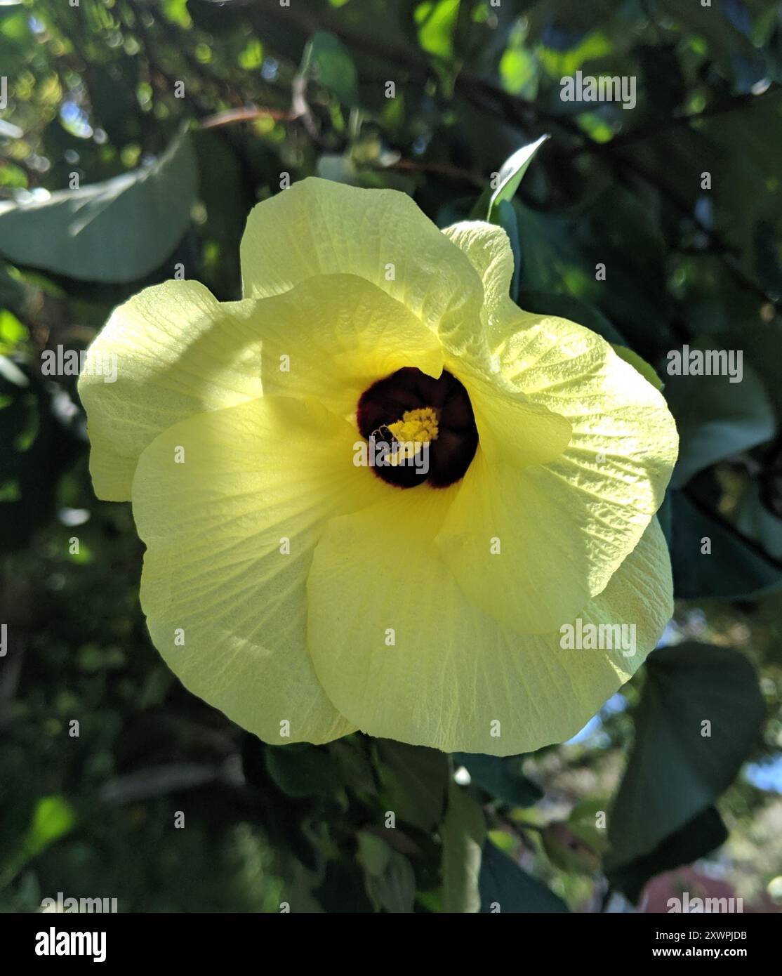 sea hibiscus (Hibiscus tiliaceus) Plantae Stock Photo - Alamy