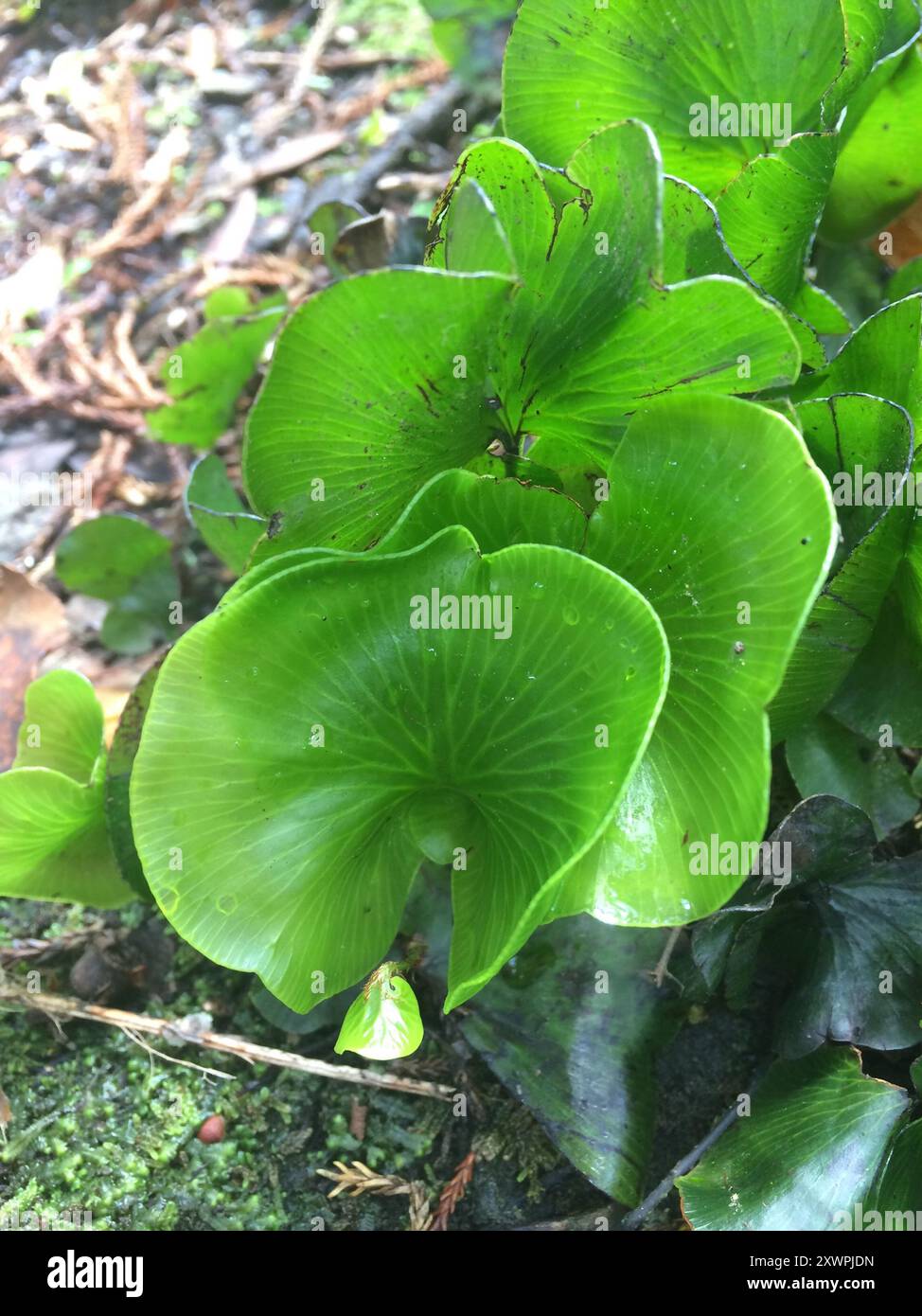 kidney fern (Hymenophyllum nephrophyllum) Plantae Stock Photo - Alamy