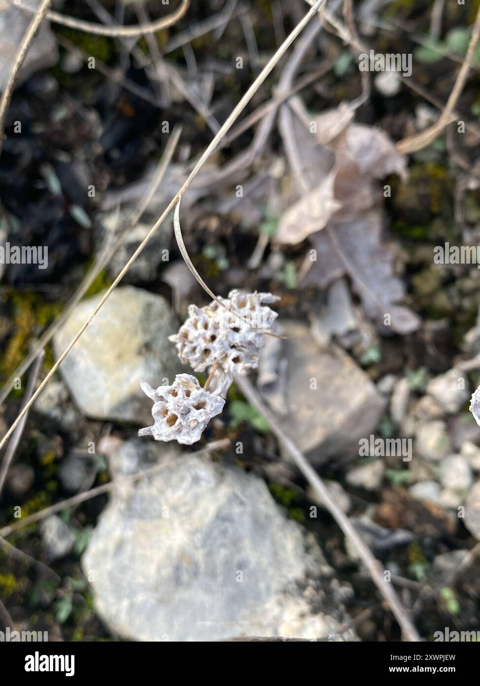 flathead rabbit tobacco (Diaperia prolifera) Plantae Stock Photo - Alamy