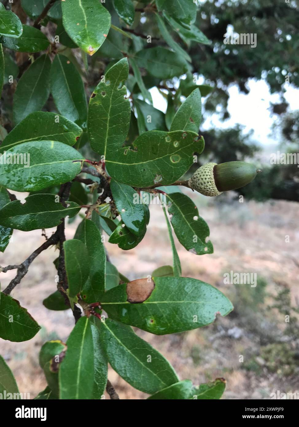 Texas live oak (Quercus fusiformis) Plantae Stock Photo - Alamy