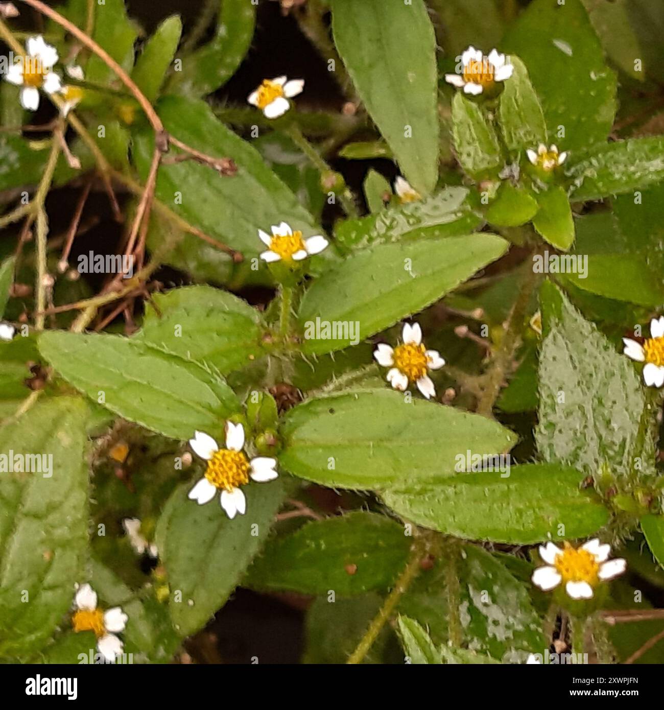 shaggy soldier (Galinsoga quadriradiata) Plantae Stock Photo - Alamy