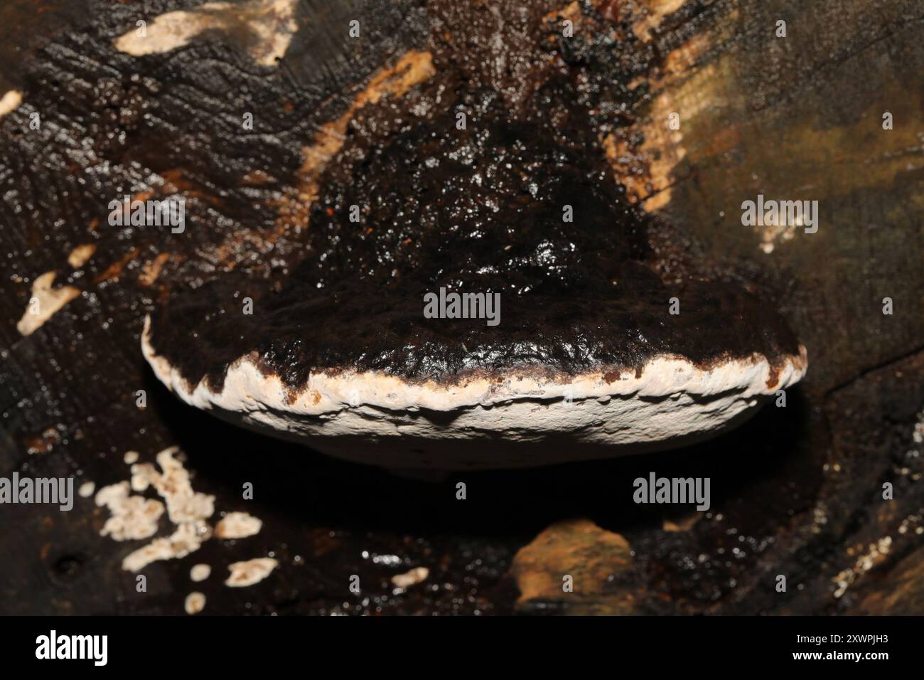 Willow Bracket (Phellinus igniarius) Fungi Stock Photo - Alamy