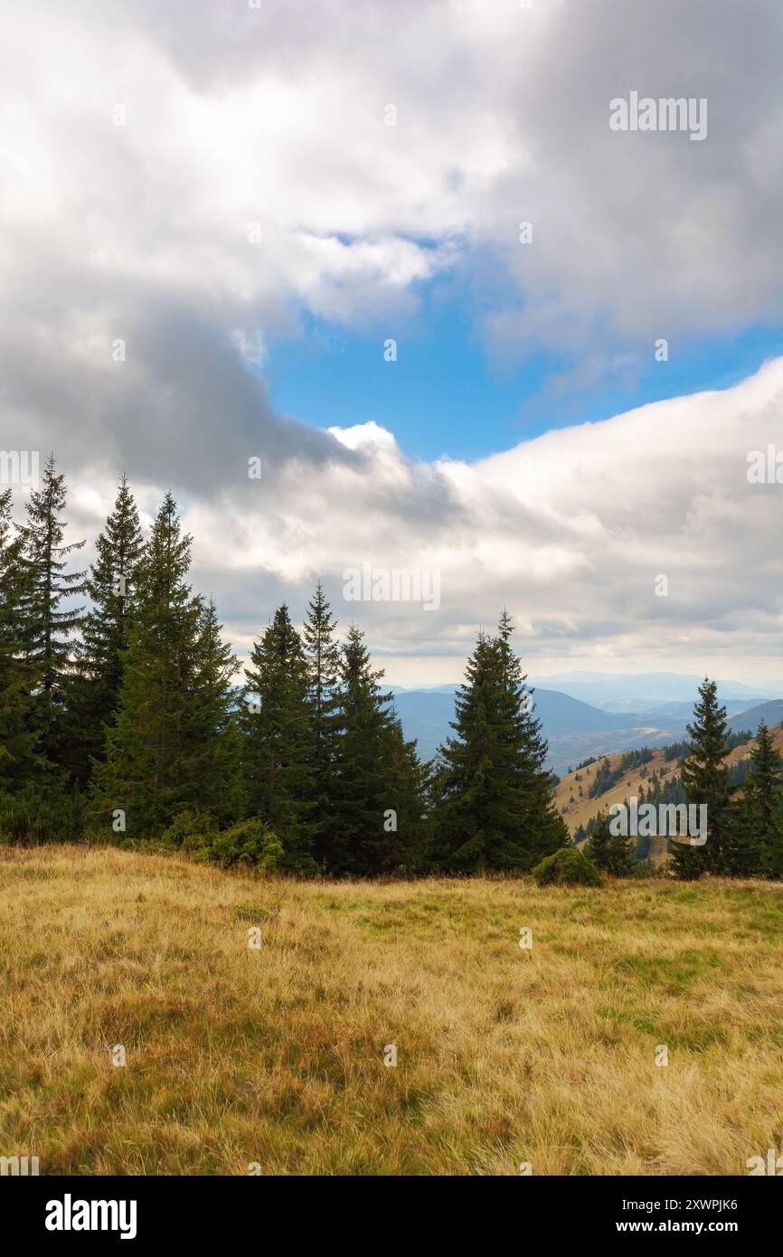 mountain range with coniferous forest and alpine meadow. clouds on the ...