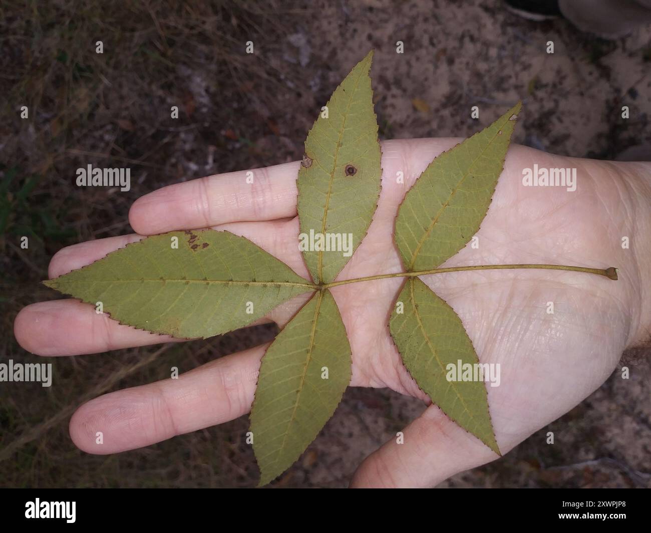 Scrub Hickory (Carya floridana) Plantae Stock Photo - Alamy