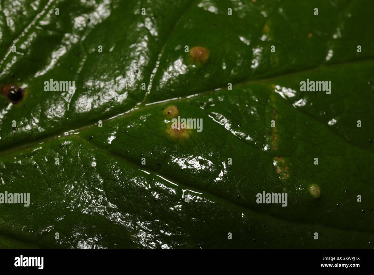Macrosporus hi-res stock photography and images - Alamy