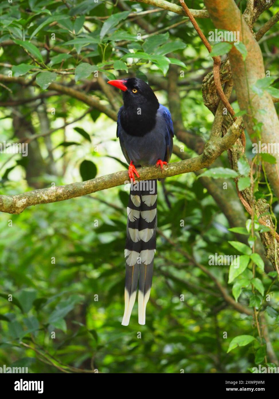 Blue magpie taiwan hi-res stock photography and images - Alamy