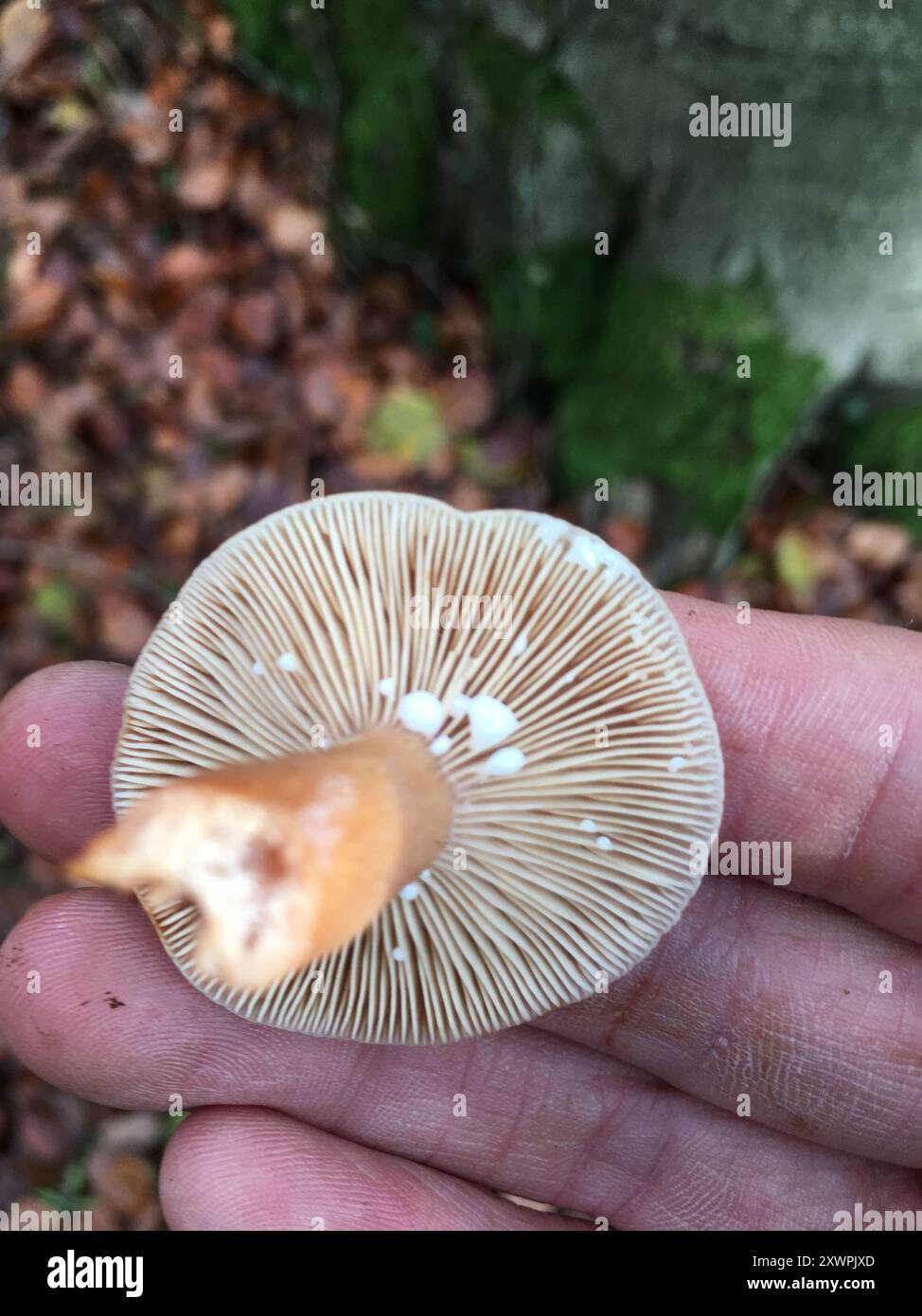 Yellow-staining Milk Cap (Lactarius xanthogalactus) Fungi Stock Photo ...