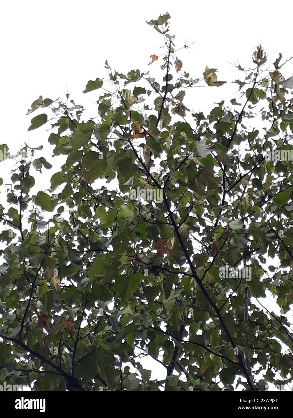 Ochroma pyramidale hi-res stock photography and images - Alamy