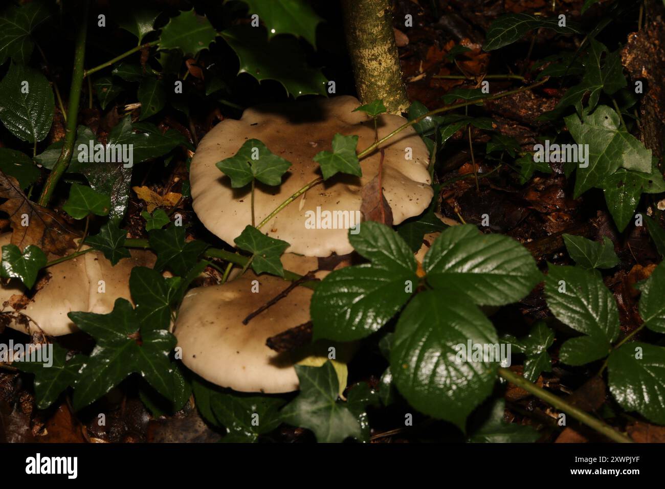 Cloudy Clitocybe (Clitocybe nebularis) Fungi Stock Photo - Alamy