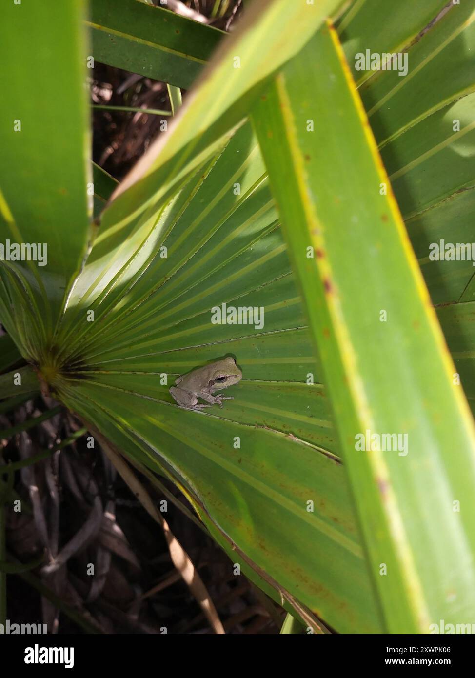 Pine Woods Tree Frog (Hyla femoralis) Amphibia Stock Photo - Alamy