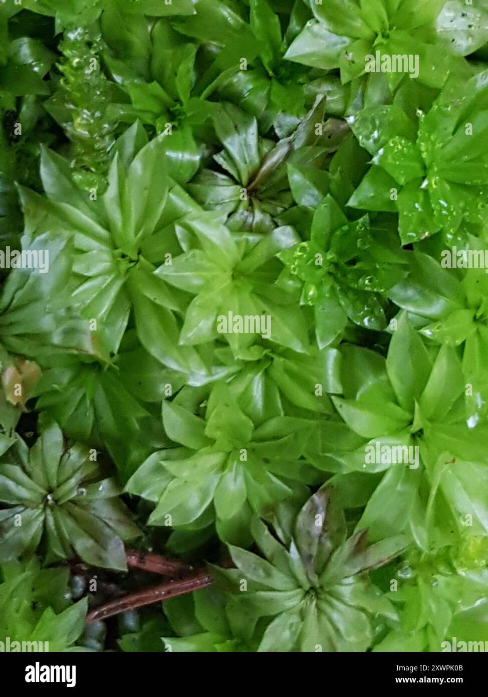 Rose Moss (Rhodobryum roseum) Plantae Stock Photo - Alamy