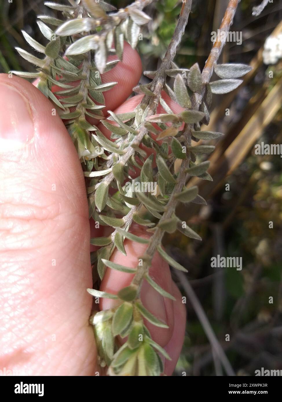 New Zealand Daphne (Pimelea prostrata) Plantae Stock Photo - Alamy