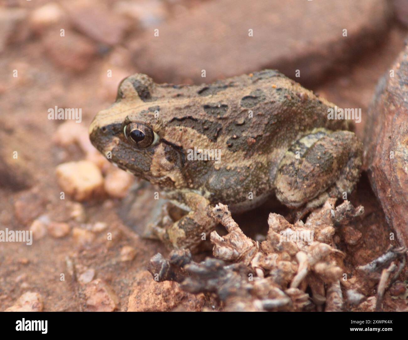 Burrowing Frogs (Sphaerotheca) Amphibia Stock Photo - Alamy