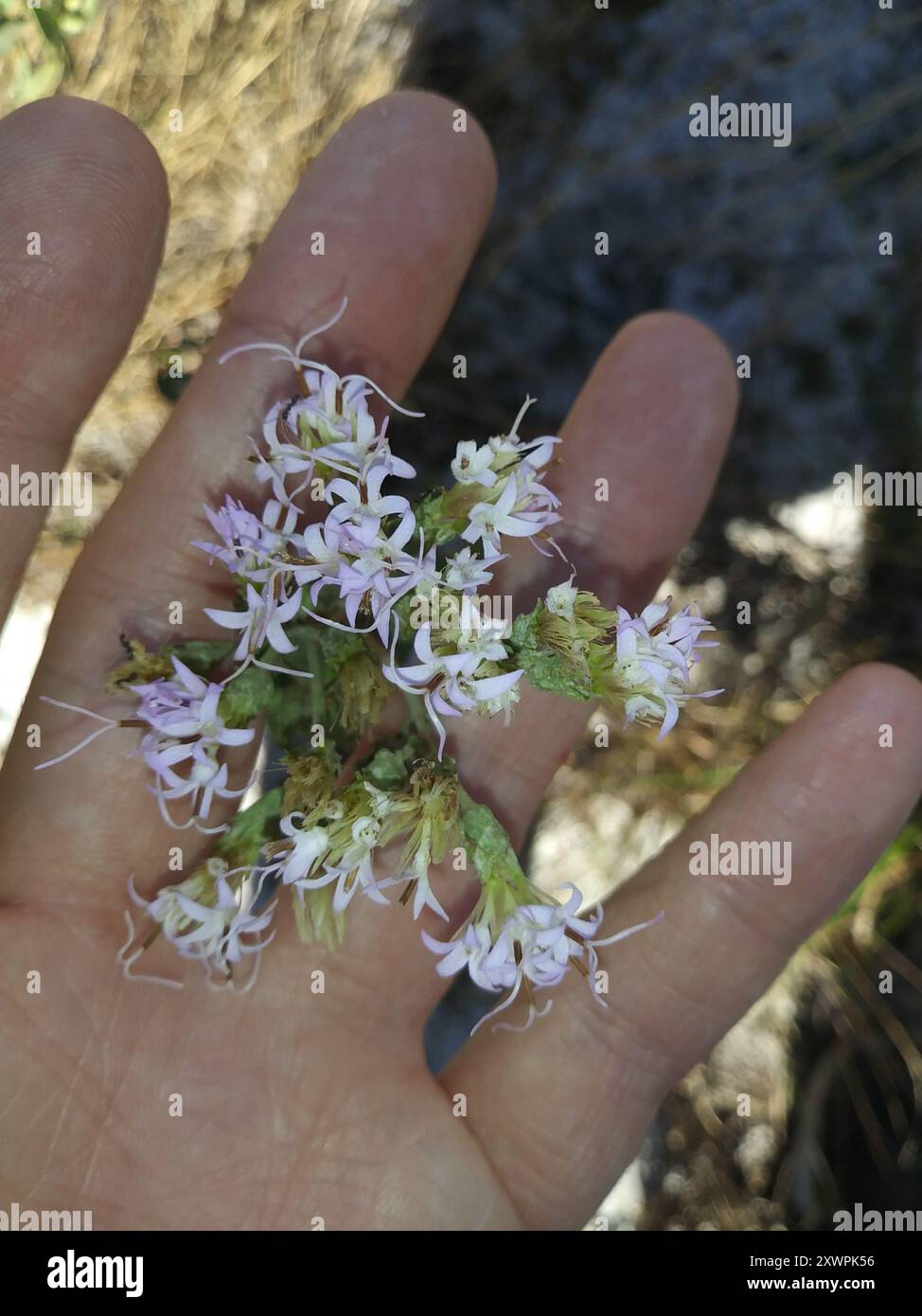 garberia (Garberia heterophylla) Plantae Stock Photo - Alamy