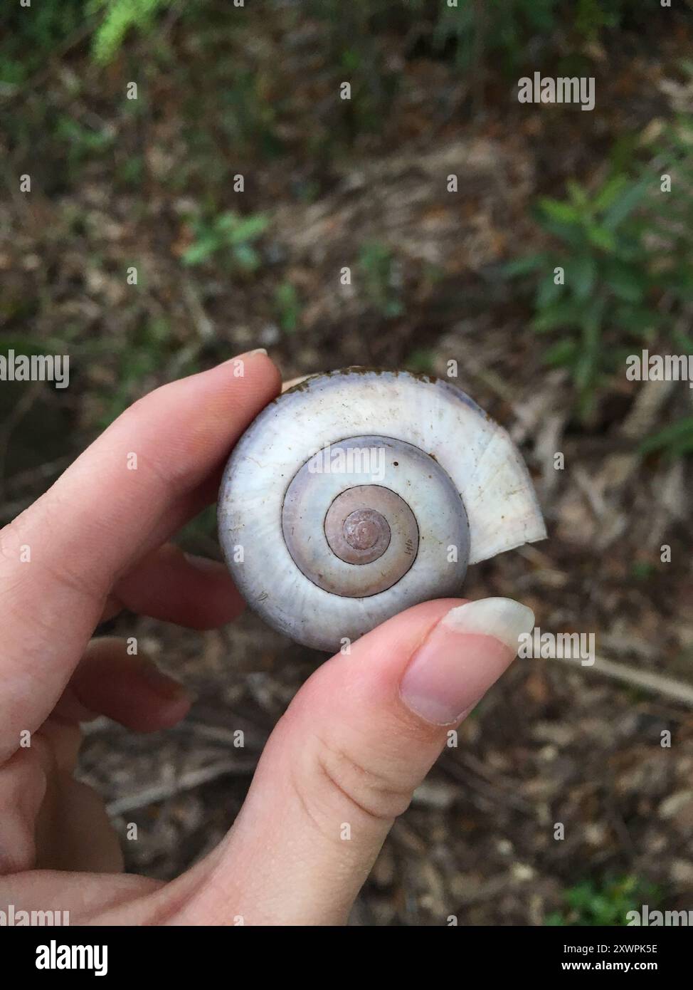 Common Apple Snails (Pomacea) Mollusca Stock Photo - Alamy