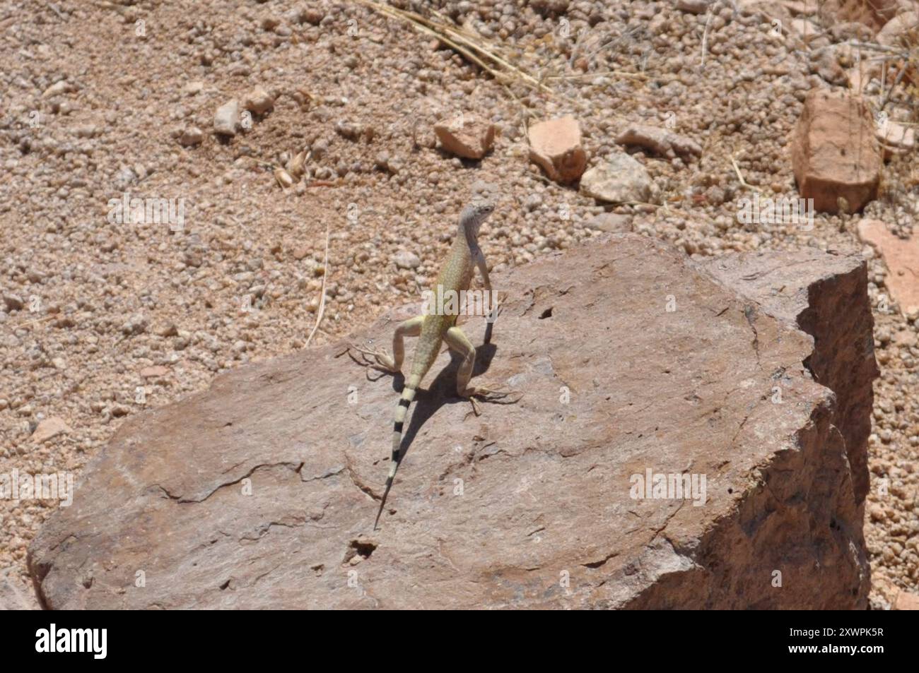 Zebra-tailed Lizard (Callisaurus draconoides) Reptilia Stock Photo - Alamy