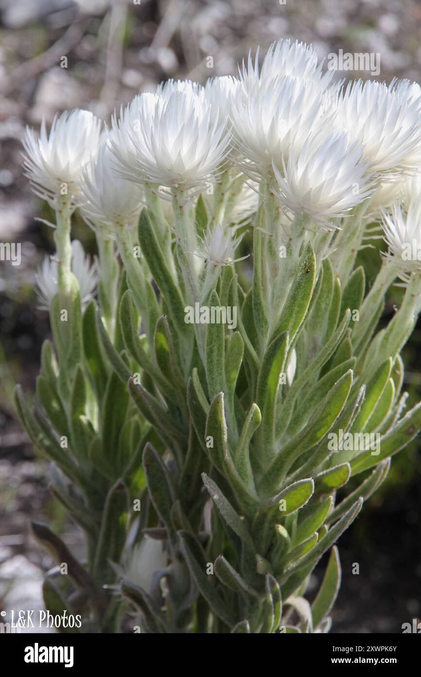 Cape Snow (Syncarpha vestita) Plantae Stock Photo - Alamy