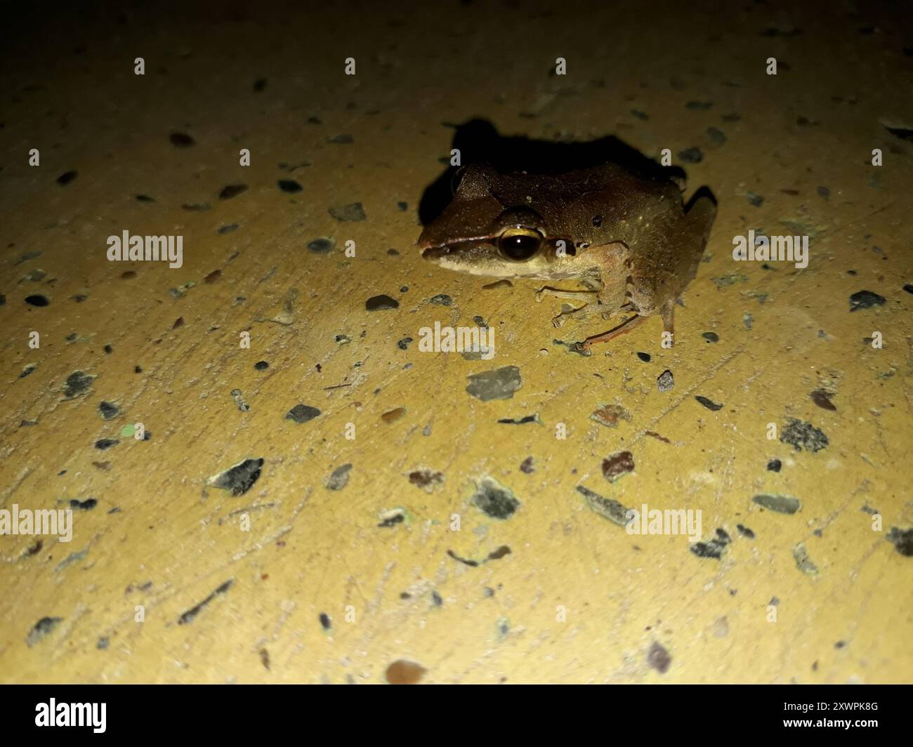 (Craugastor raniformis) Amphibia Stock Photo - Alamy