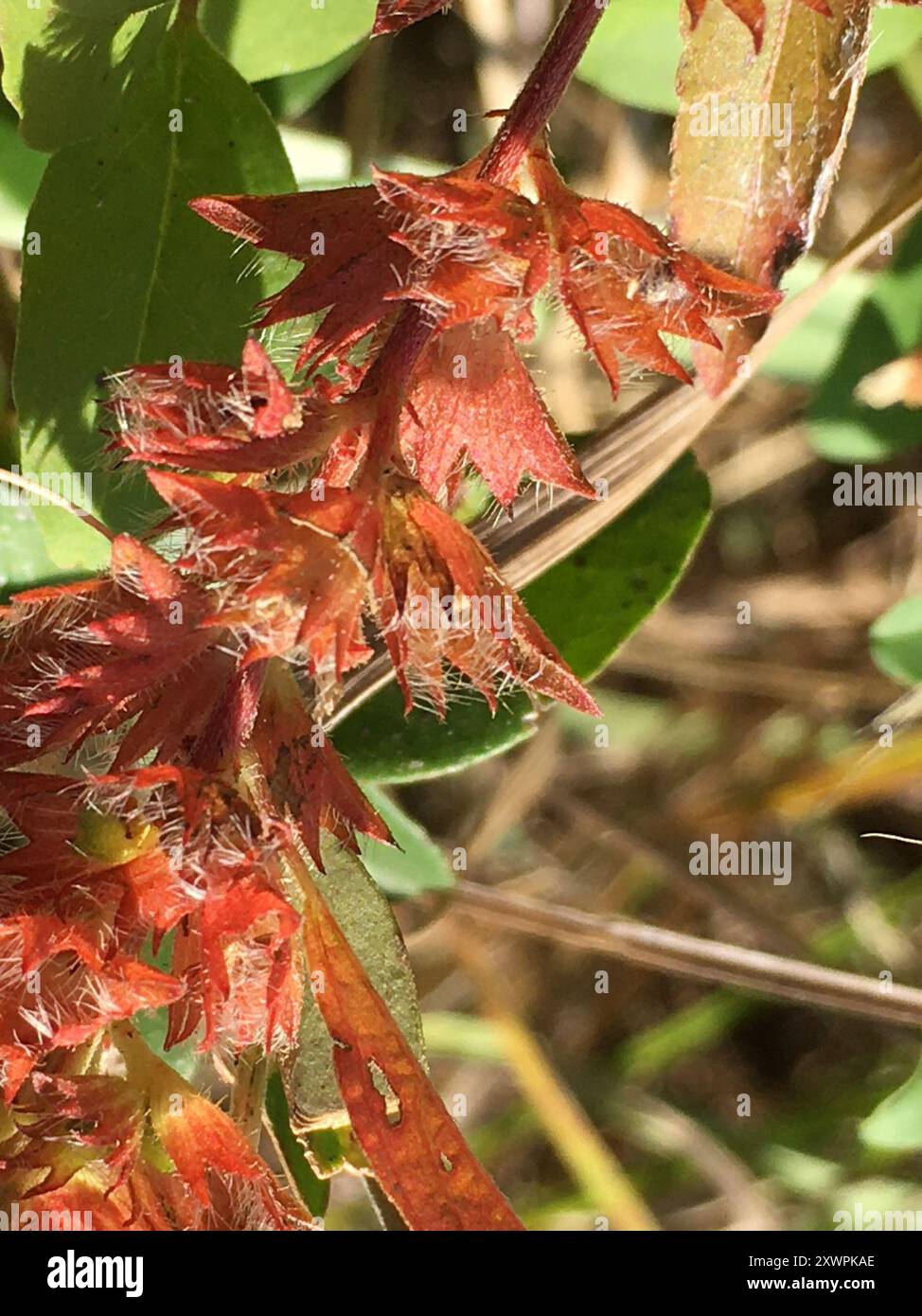 Slender Three-seeded Mercury (Acalypha gracilens) Plantae Stock Photo ...