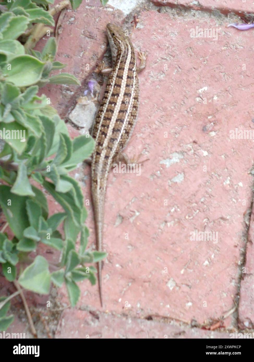Cape Skink (Trachylepis capensis) Reptilia Stock Photo - Alamy