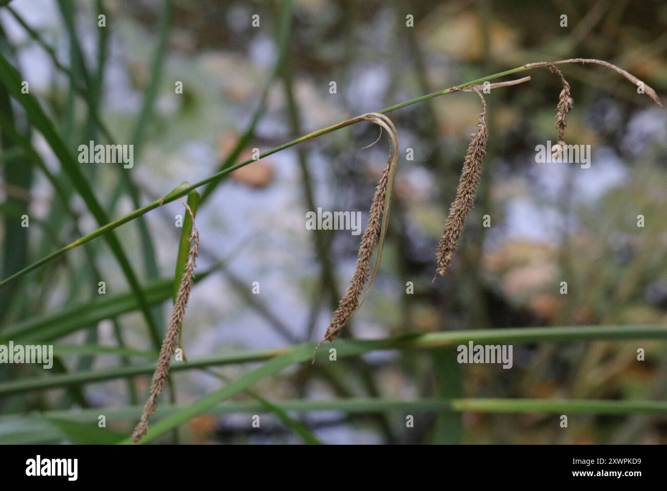 Hanging sedge (Carex pendula) Plantae Stock Photo - Alamy
