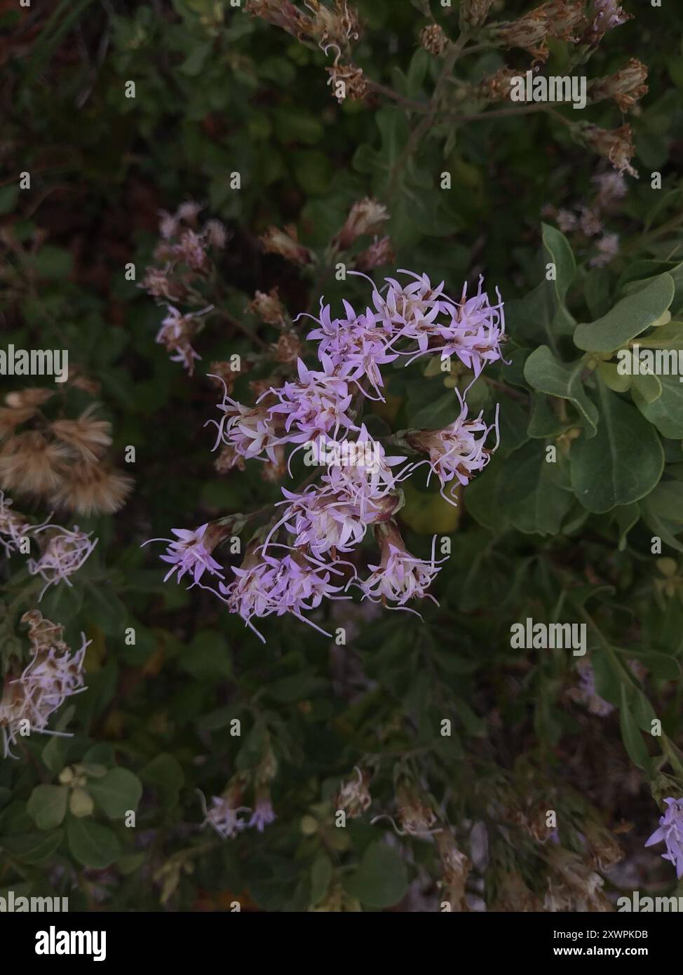Garberia heterophylla hi-res stock photography and images - Alamy