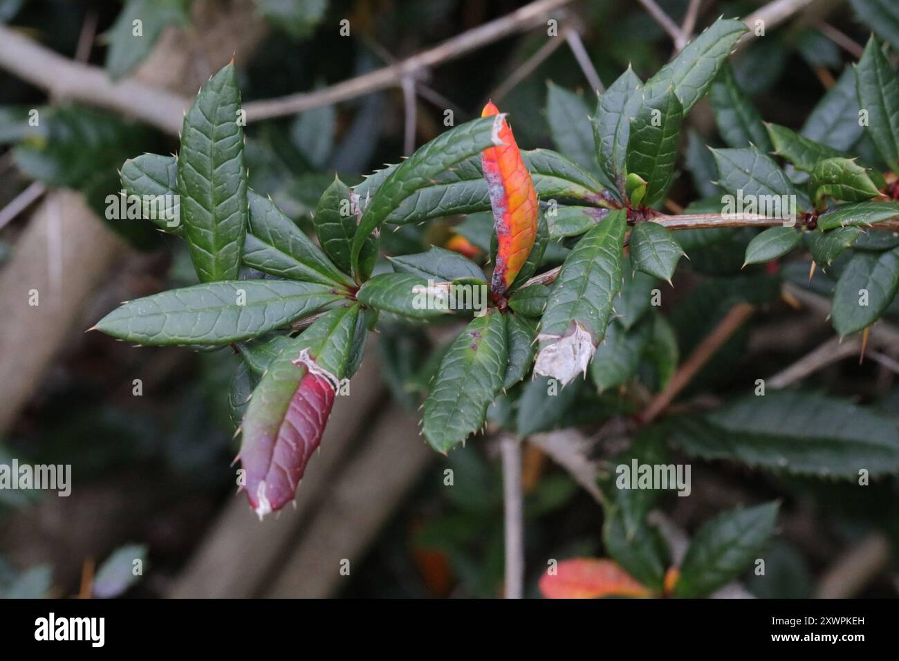 Candidula hi-res stock photography and images - Alamy