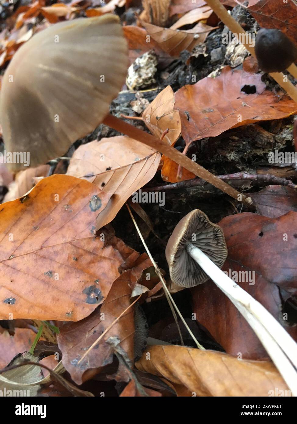 red edge brittlestem (Psathyrella corrugis) Fungi Stock Photo - Alamy