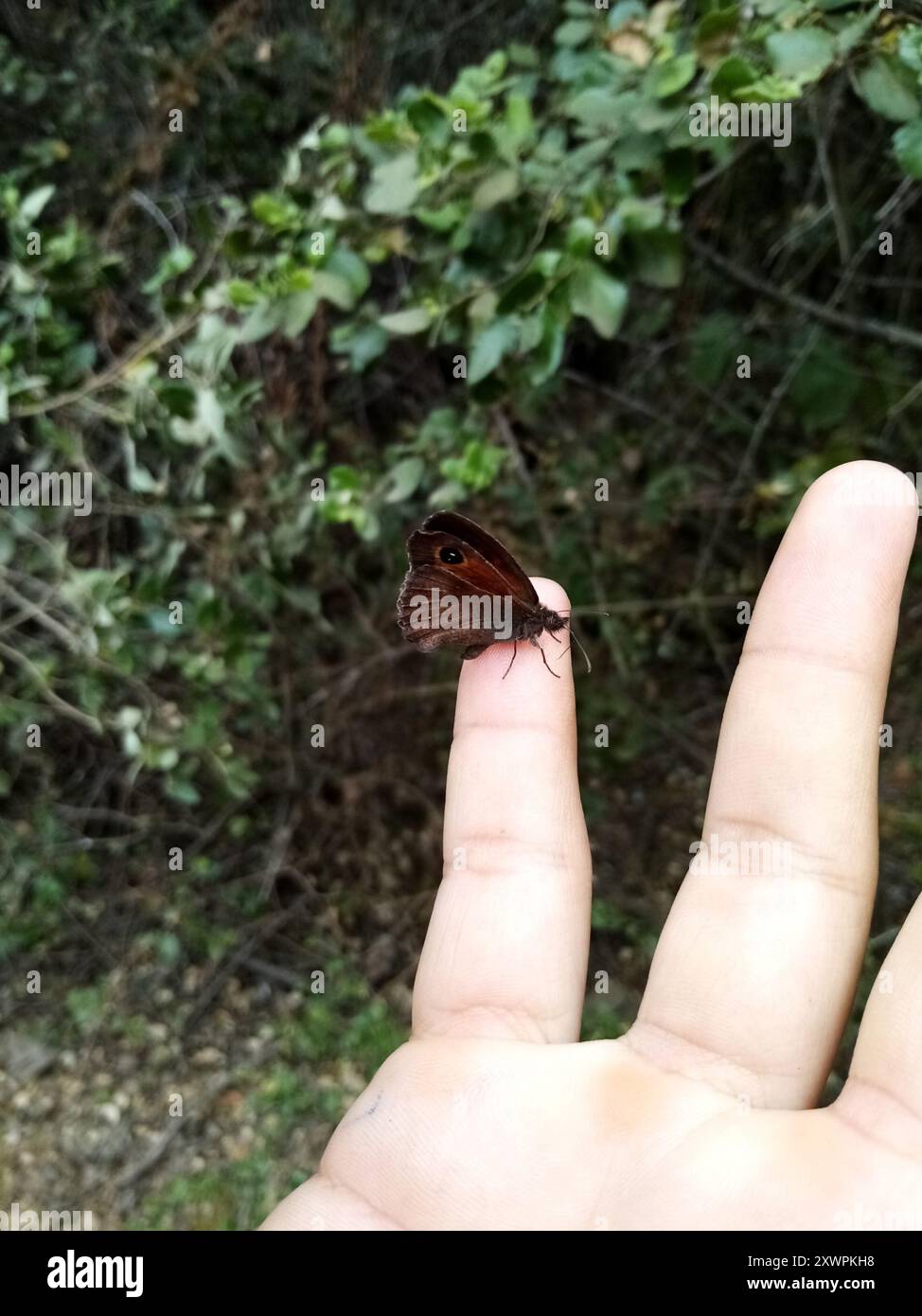 Auca hi-res stock photography and images - Alamy