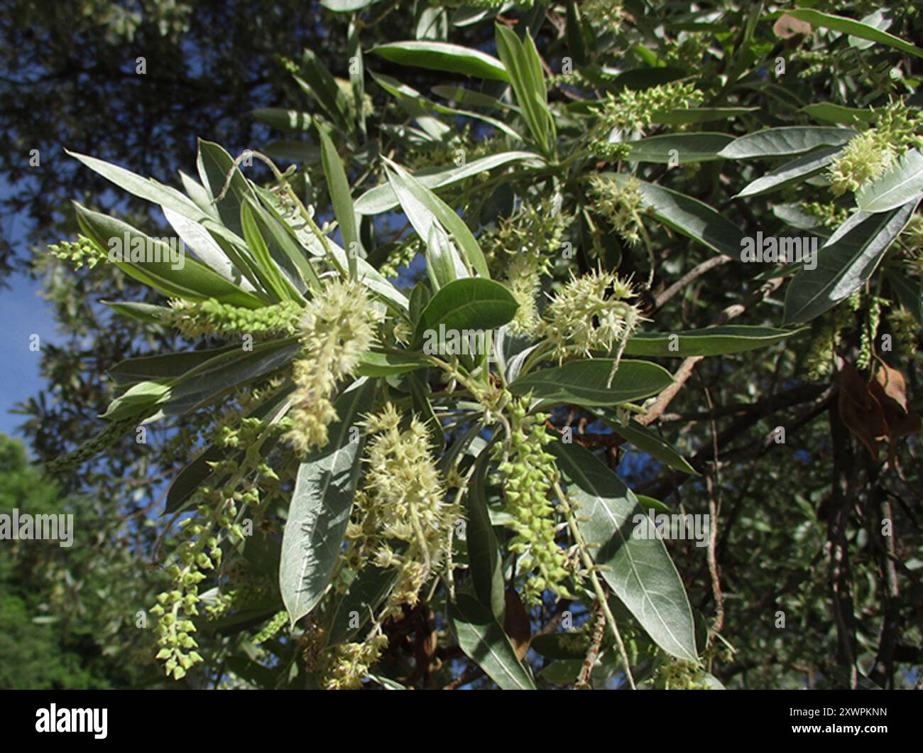 Terminalia sericea hi-res stock photography and images - Alamy