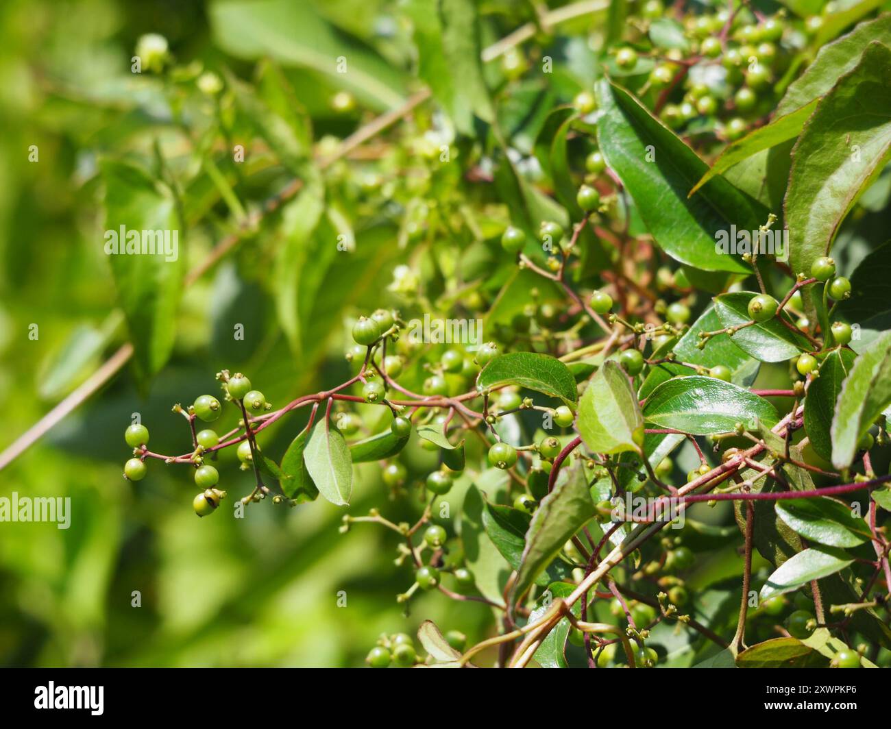 skunk vine (Paederia foetida) Plantae Stock Photo - Alamy