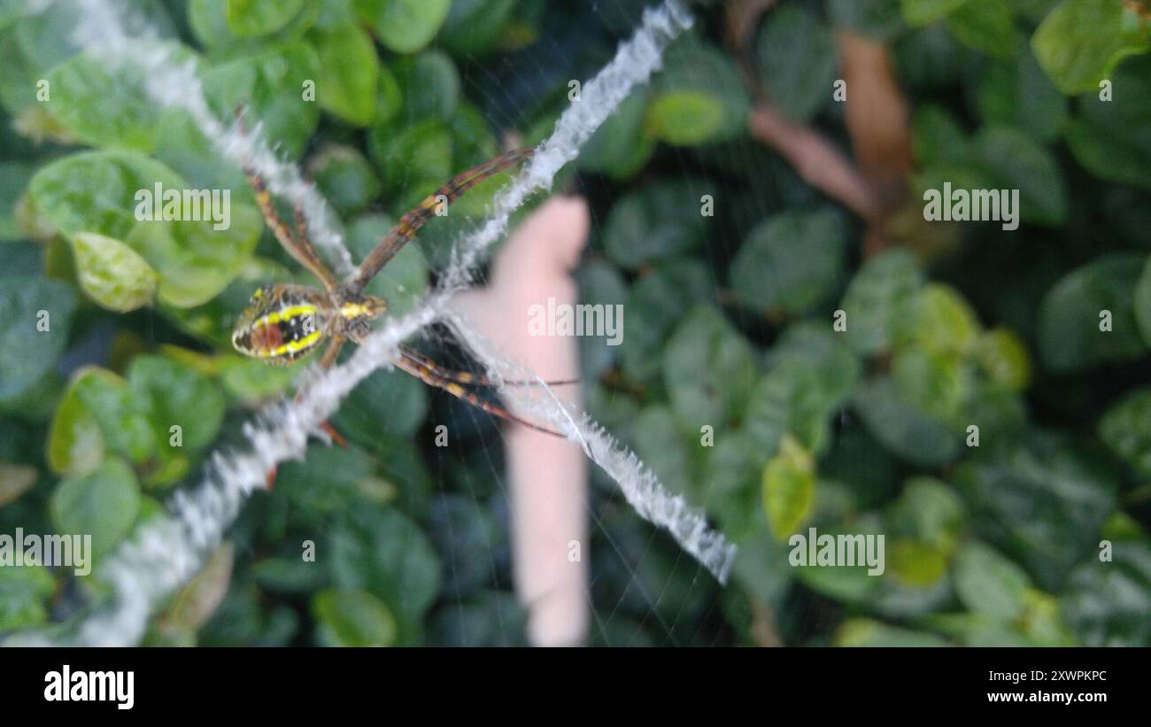 Saint Andrew's Cross Spider (Argiope keyserlingi) Arachnida Stock Photo ...