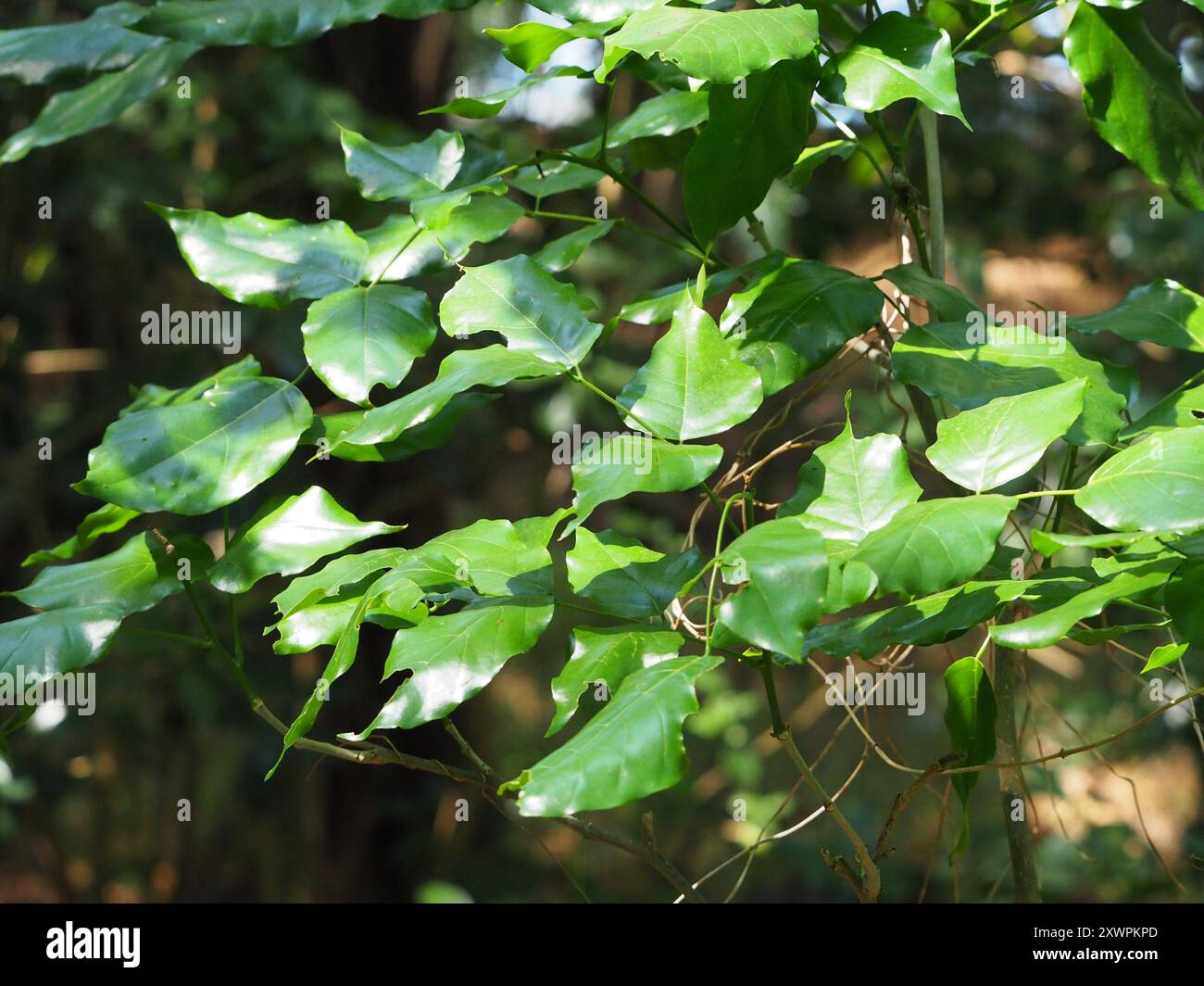 Indian beech tree (Millettia pinnata) Plantae Stock Photo - Alamy