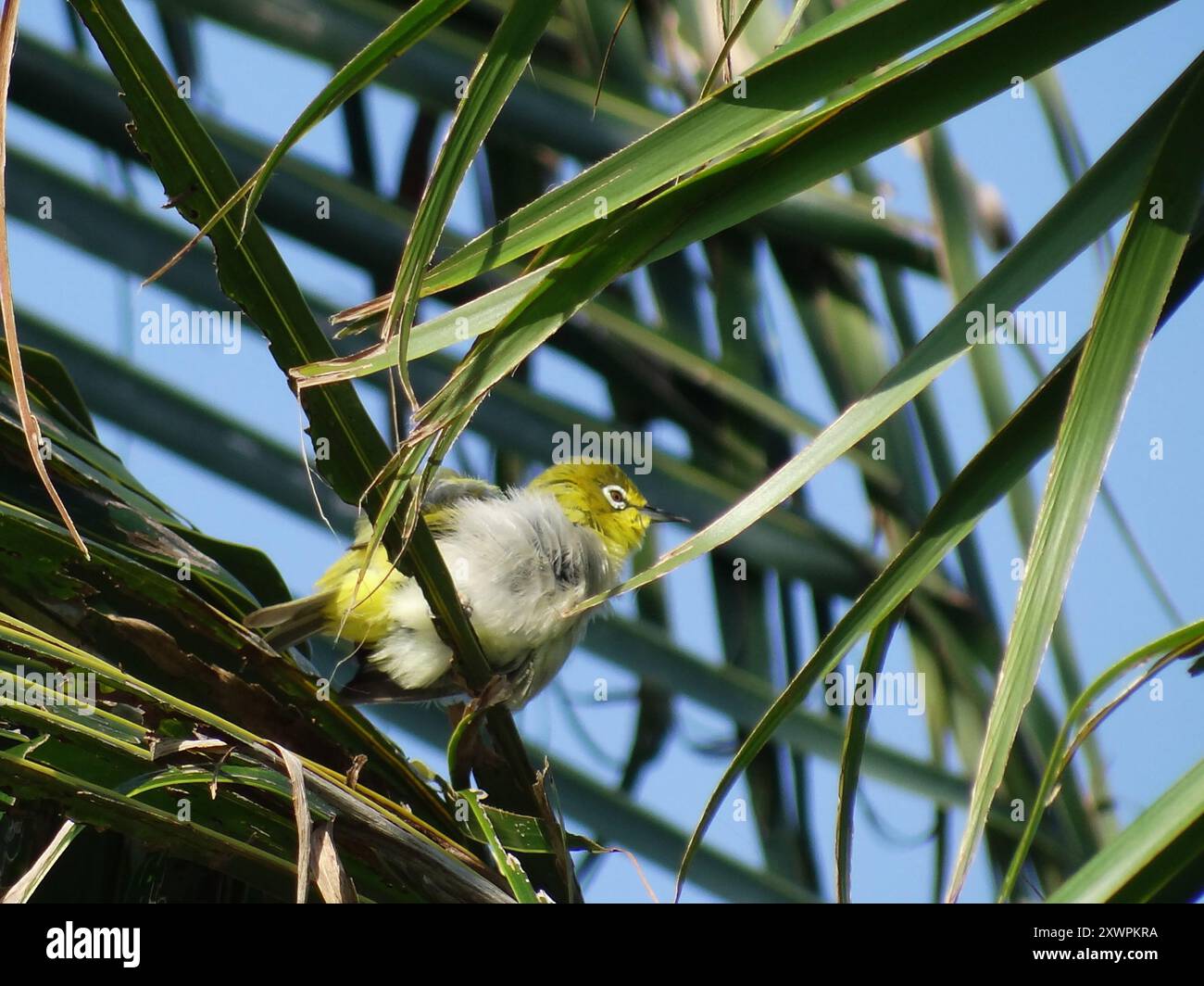 Swinhoe's White-eye (Zosterops simplex) Aves Stock Photo - Alamy