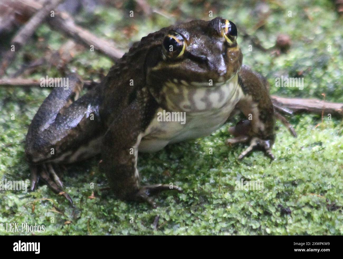 Cape River Frog (Amietia fuscigula) Amphibia Stock Photo - Alamy