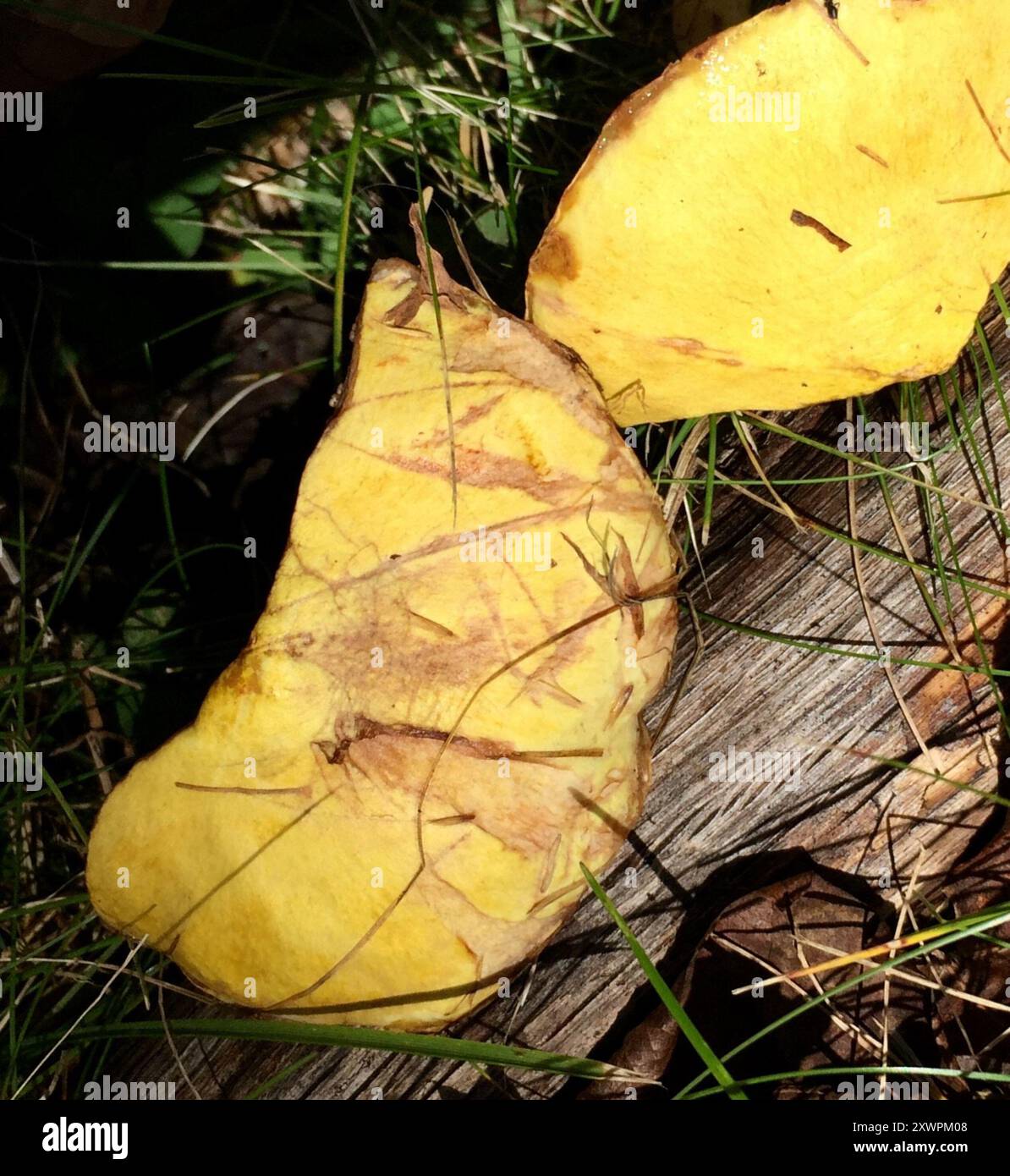 Chicken Fat Mushroom (Suillus americanus) Fungi Stock Photo - Alamy