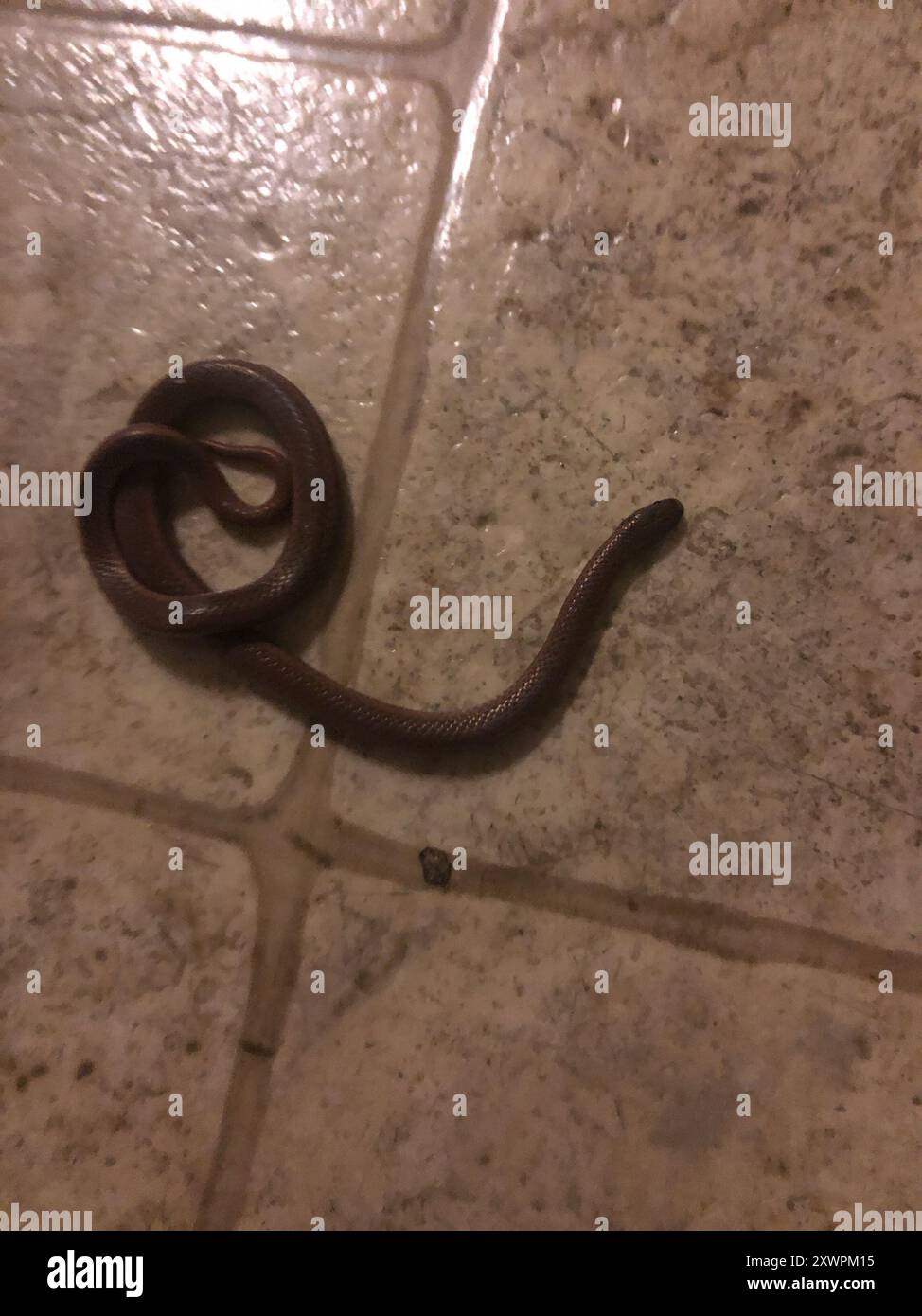 Sharp-tailed Snake (Contia tenuis) Reptilia Stock Photo - Alamy