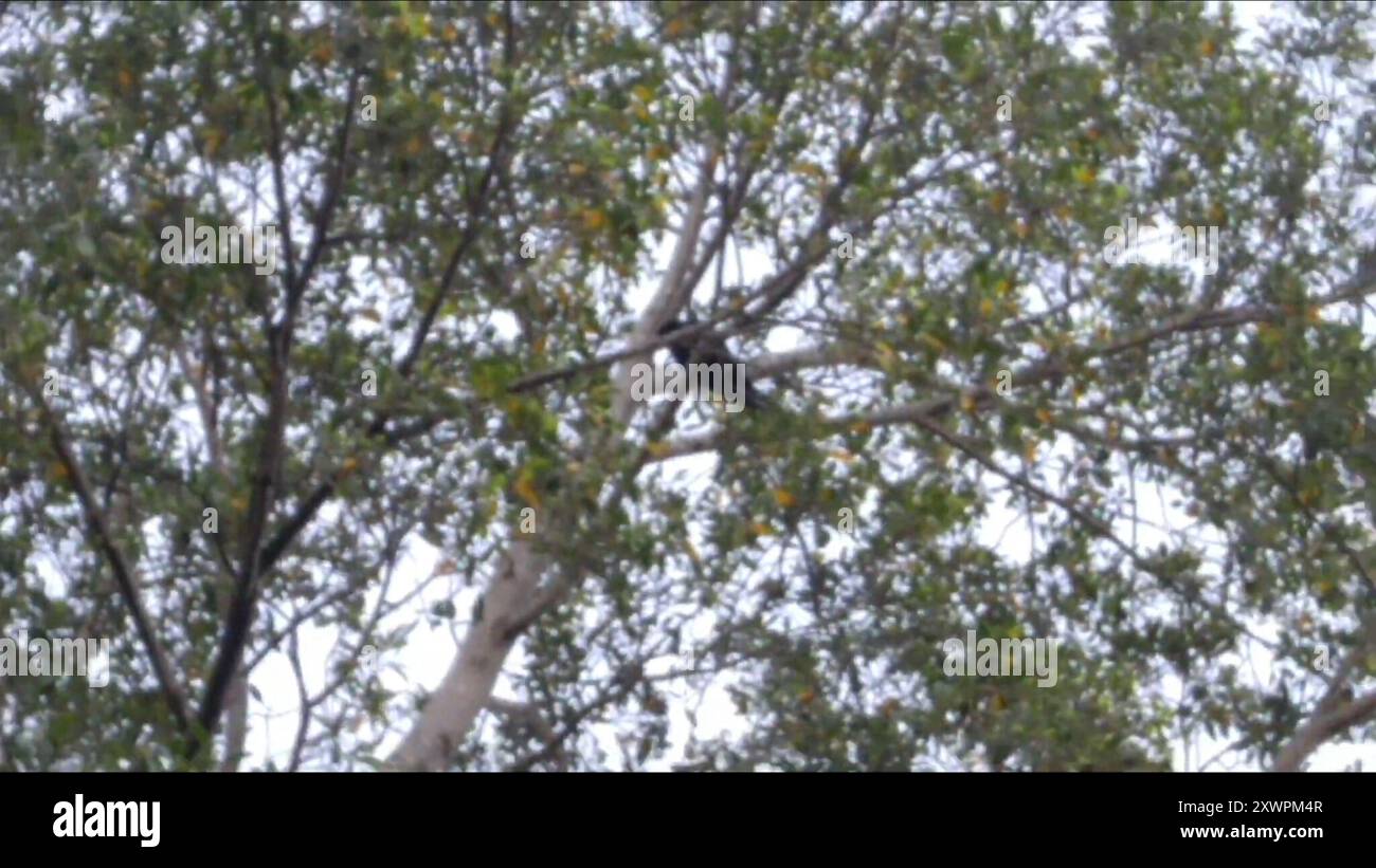 Eudynamys cyanocephalus hi-res stock photography and images - Alamy