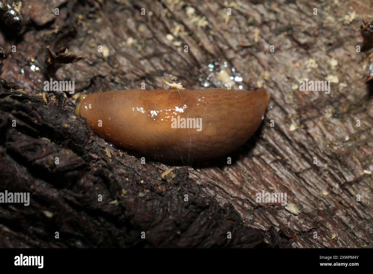 Milky Slug (Deroceras reticulatum) Mollusca Stock Photo - Alamy
