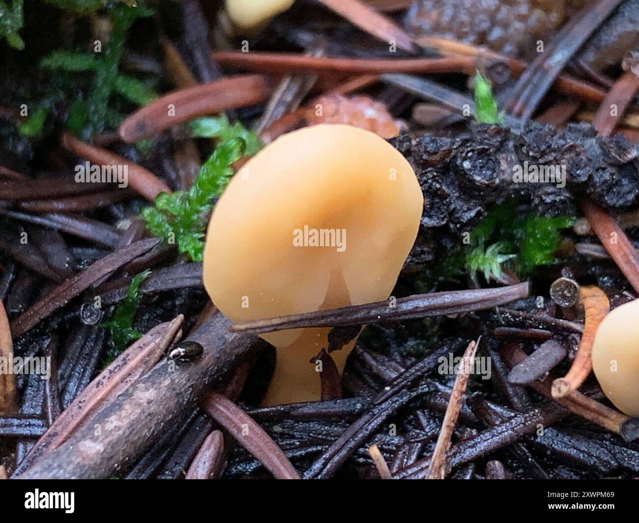 Spathularia hi-res stock photography and images - Alamy